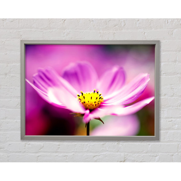 Ebern Designs Lila Kosmos Blume - Einzelner Bilderrahmen Kunstdrucke auf Leinwand | Wayfair.de